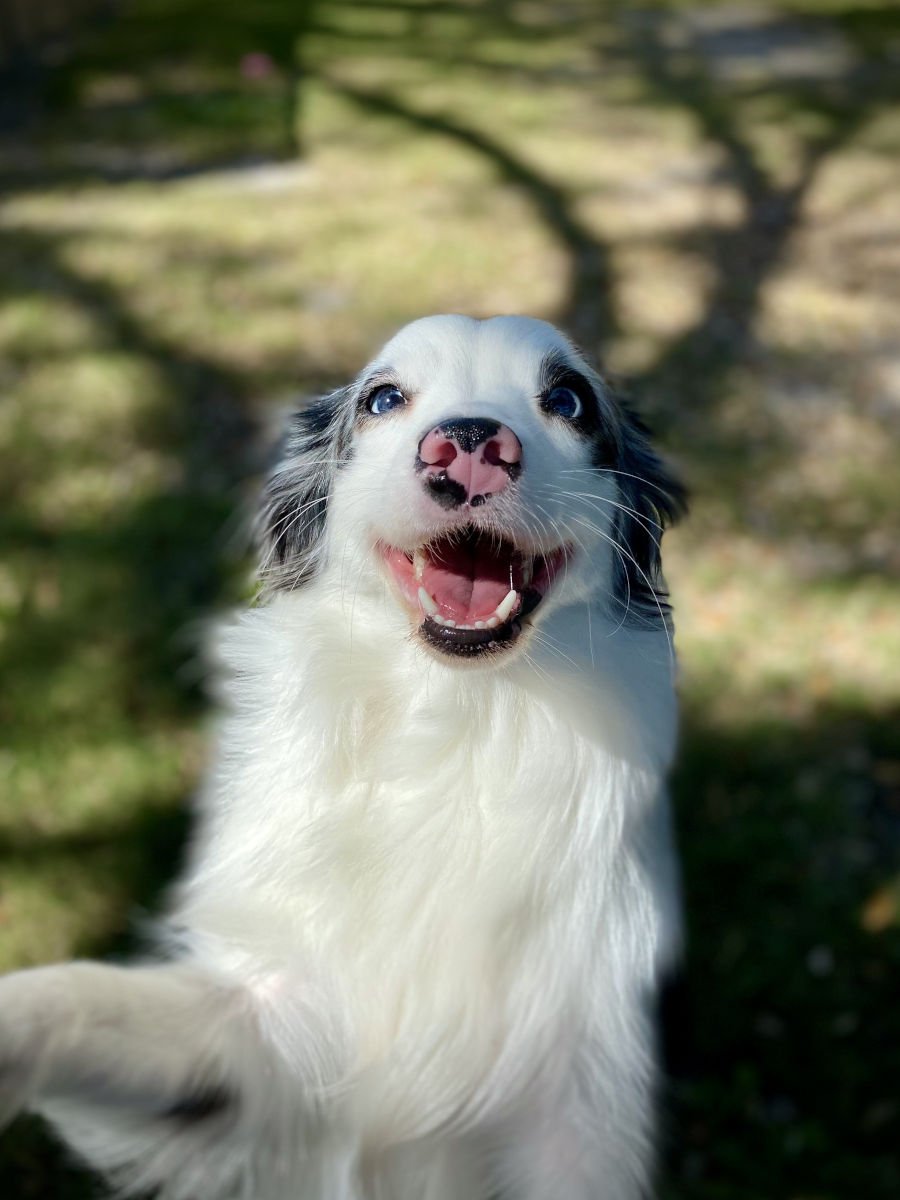 Pet Day Care in Melbourne, FL | Wickham Animal Hospital & Boarding