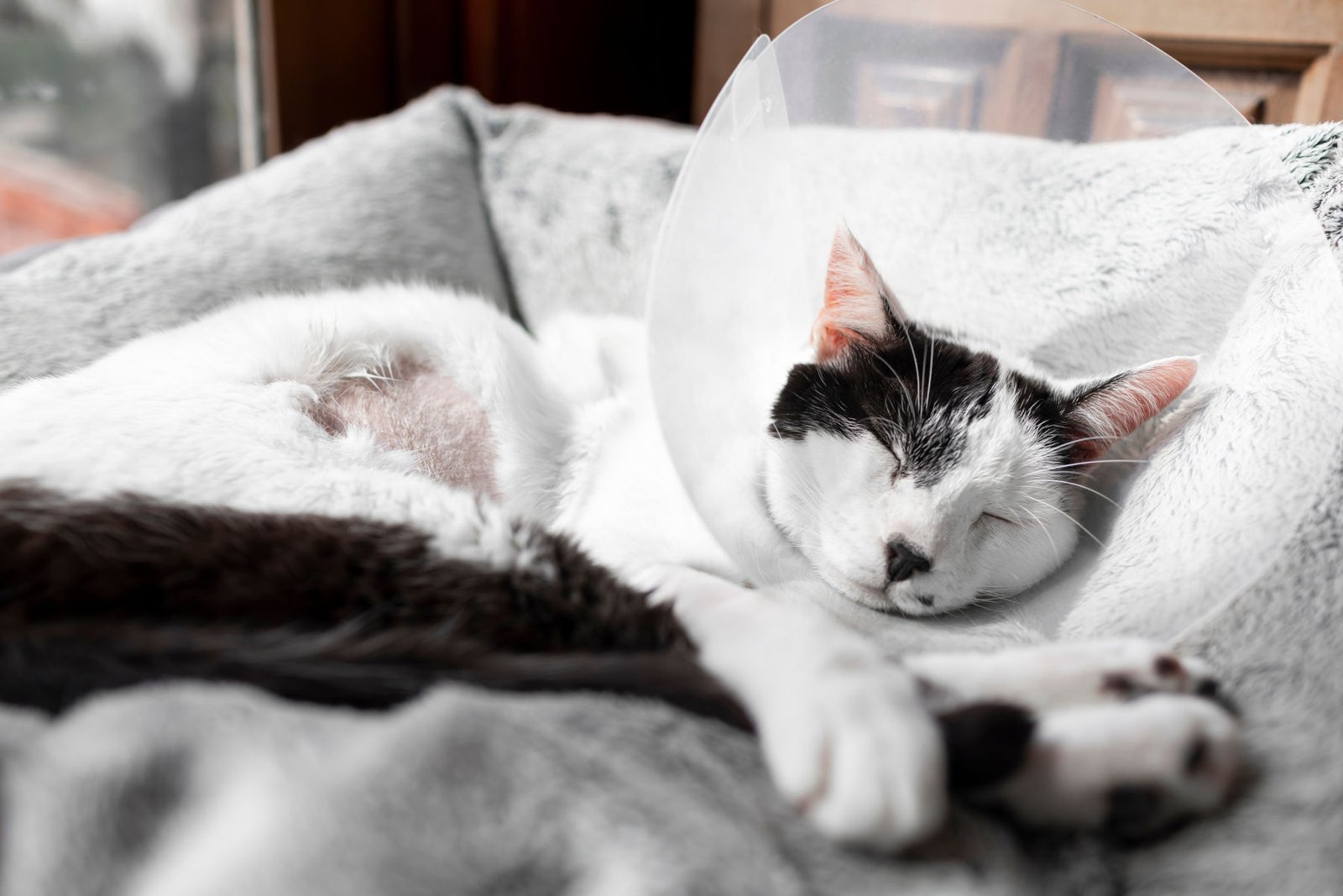 Pet Surgery in Melbourne, FL | Wickham Animal Hospital & Boarding
